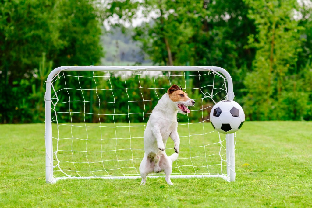 5 Steps to Make a Backyard Soccer Field - Omaha Lit Fest